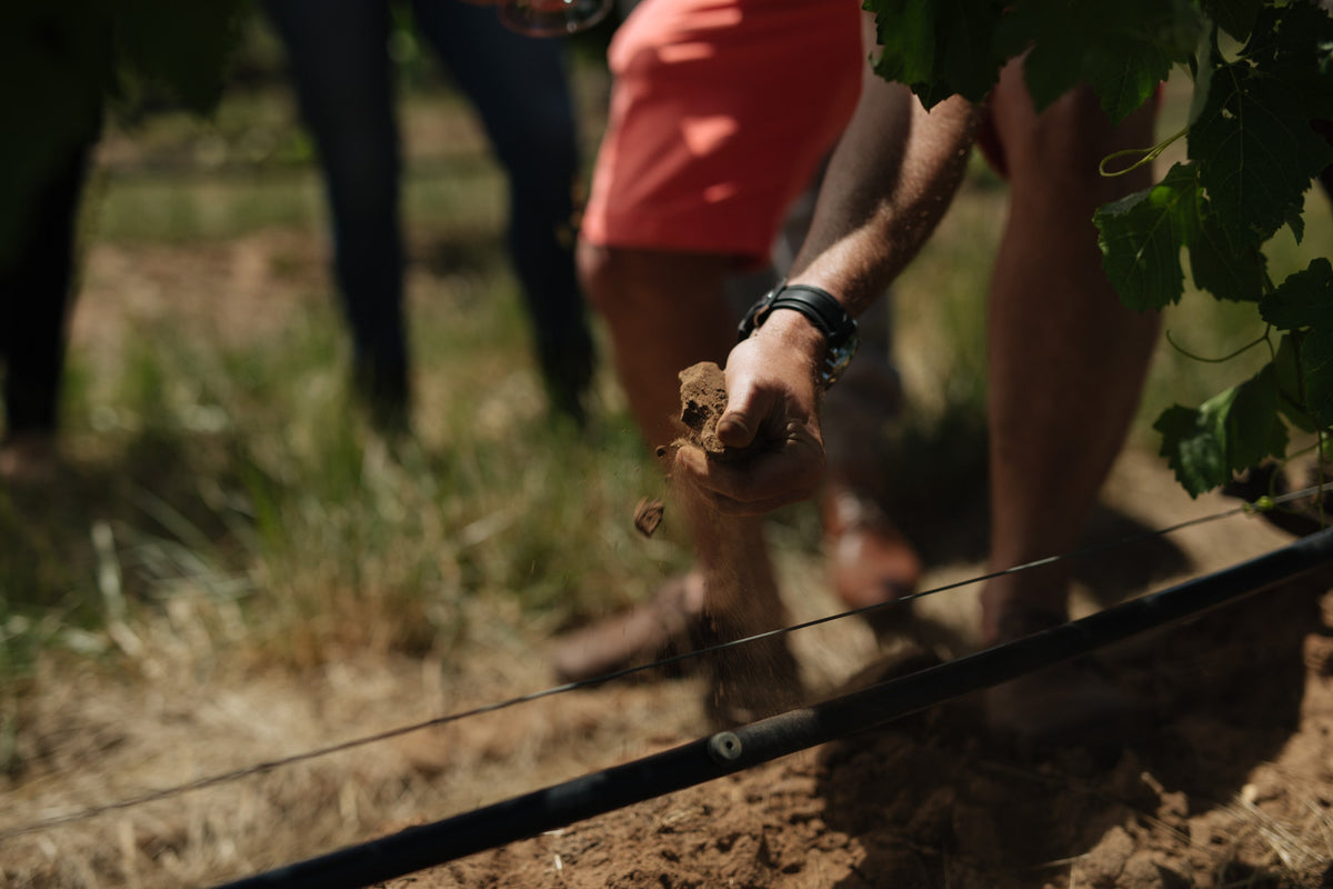What difference does soil make? – Elderton Wines